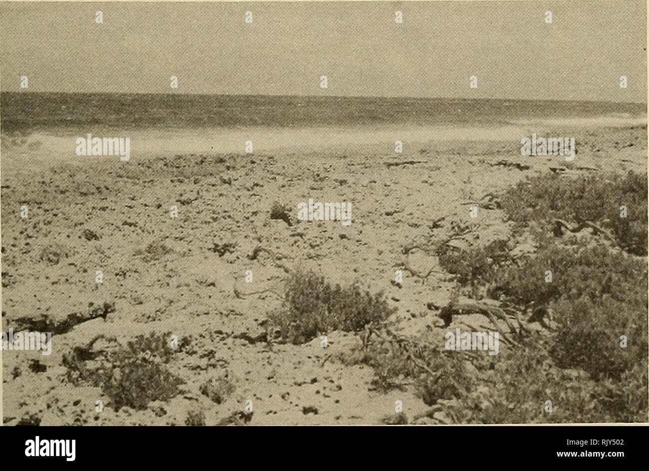 . Atoll research bulletin. Coral reefs and islands; Marine biology ...