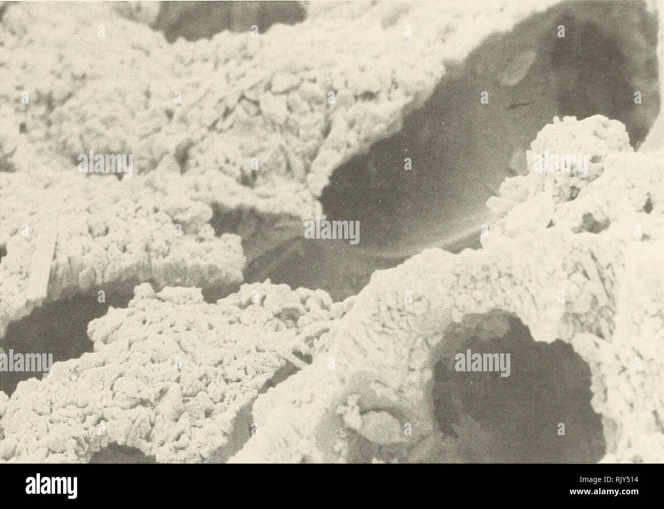 Loricae hi-res stock photography and images - Alamy