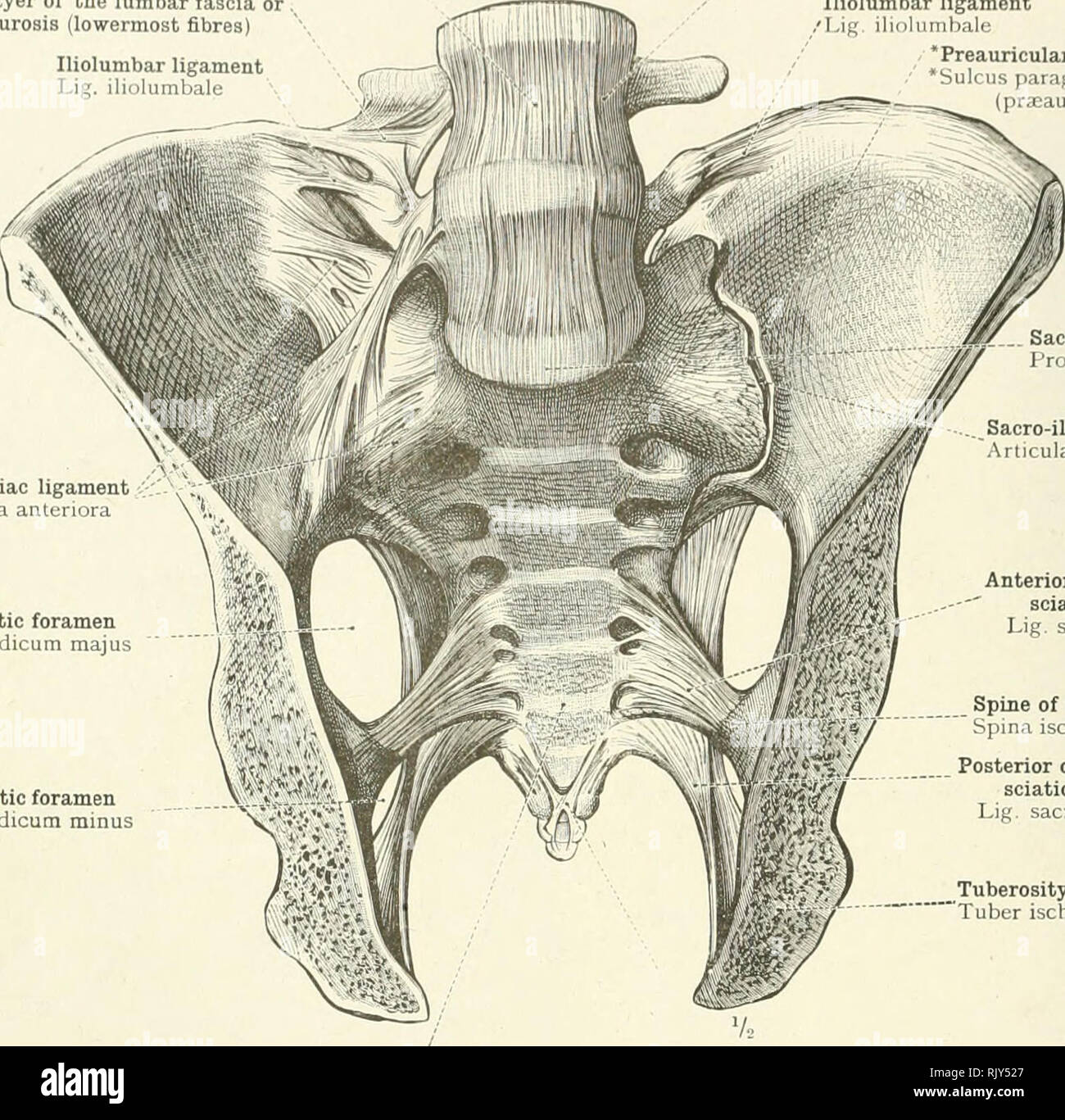 . An atlas of human anatomy for students and physicians. Anatomy. 216 ...