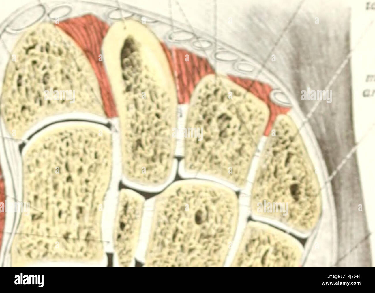 . Atlas and text-book of human anatomy. Anatomy -- Atlases. Calcaneo ...