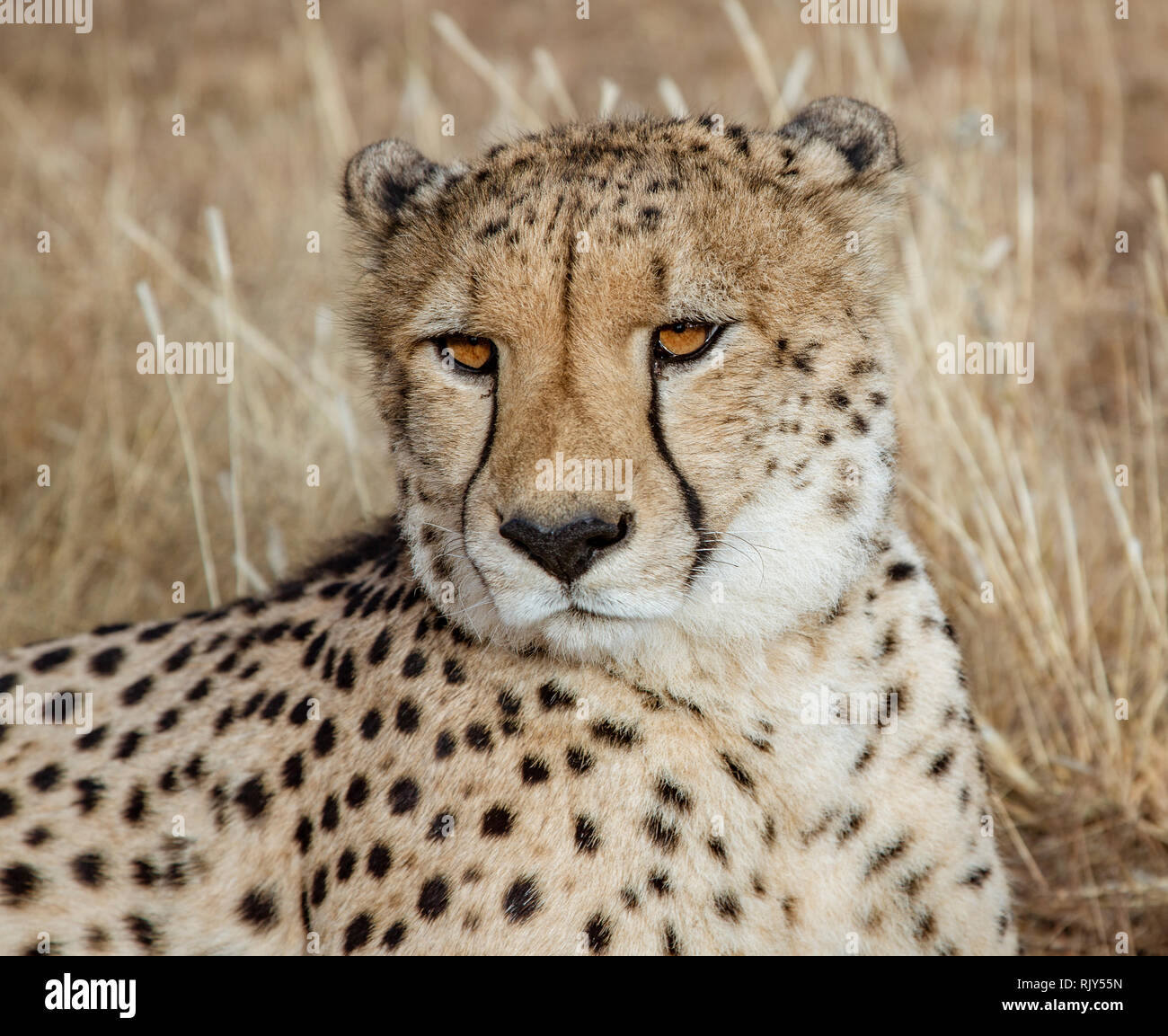 Adult cheetah lies down in dry grass in Namibia Stock Photo - Alamy