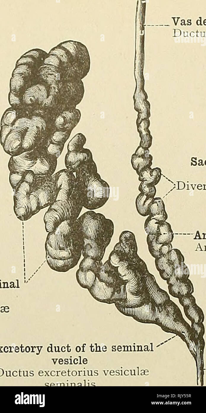 . An atlas of human anatomy for students and physicians. Anatomy. 504 ...