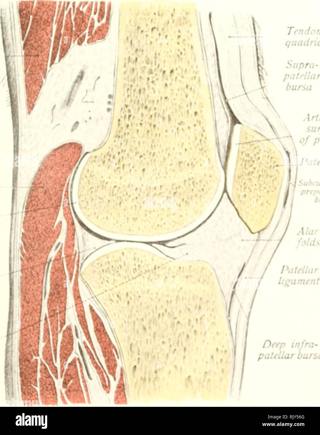 Infra patellar hi-res stock photography and images - Alamy