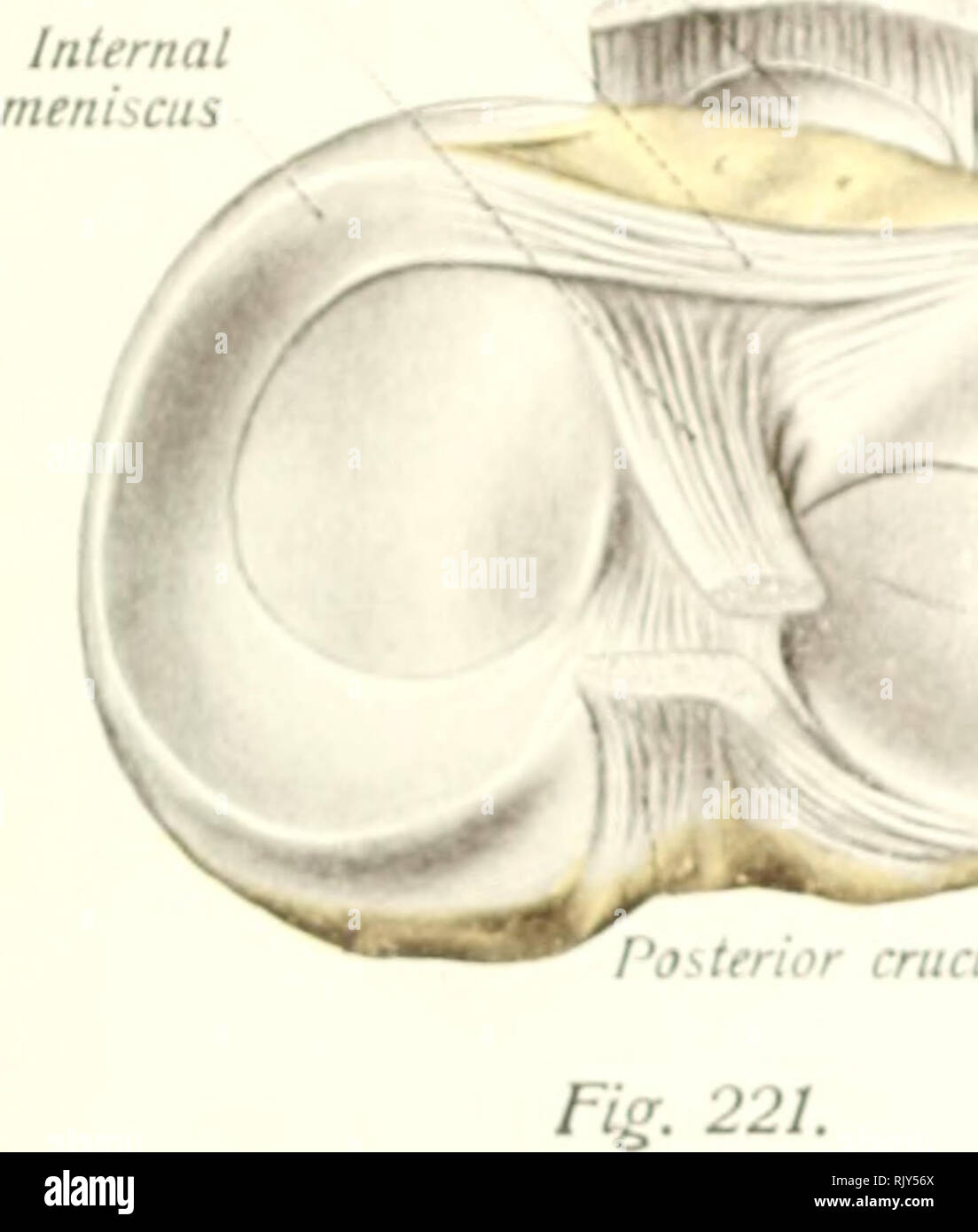 External meniscus hi-res stock photography and images - Alamy