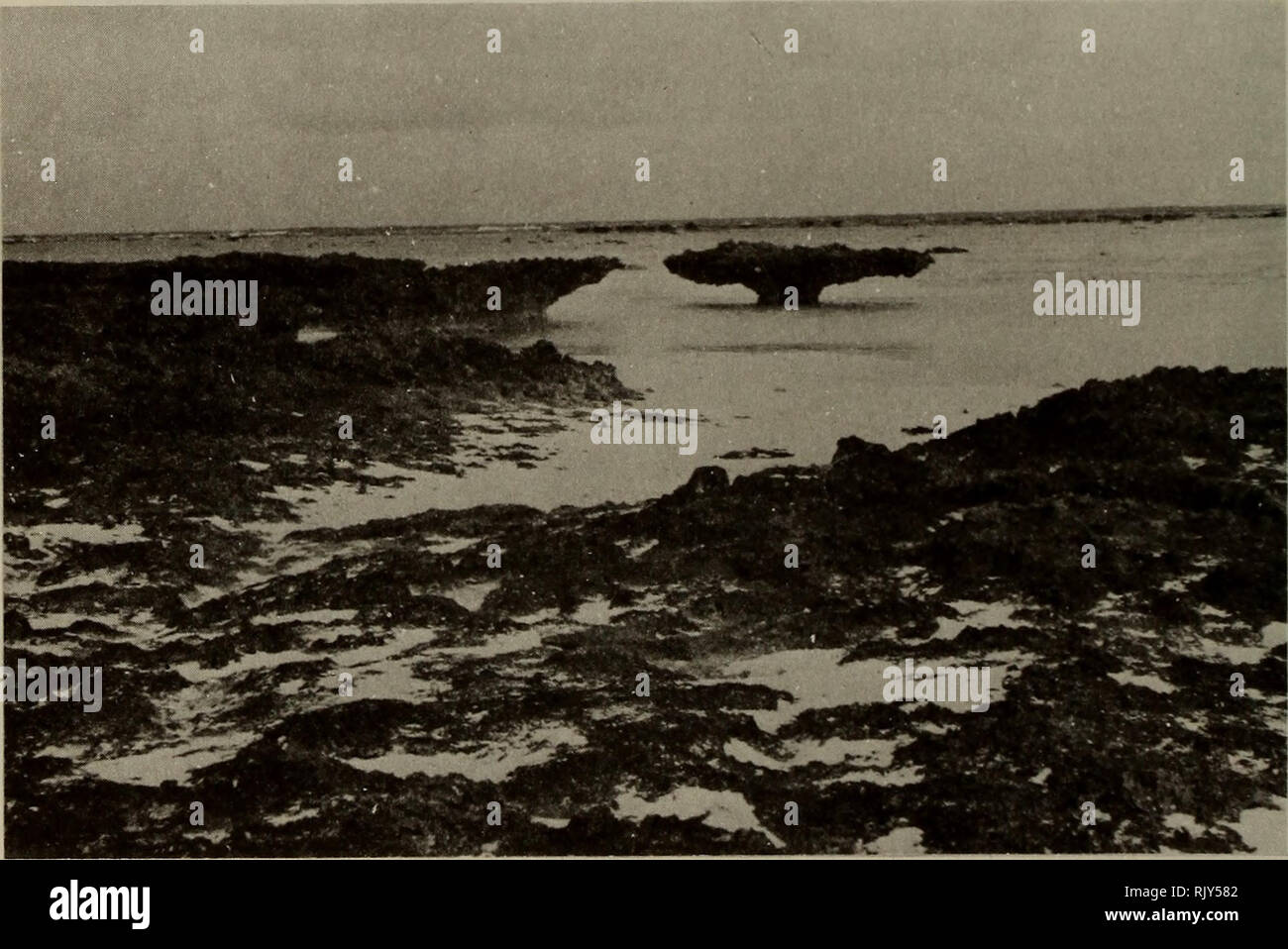 Endolithic algae hi-res stock photography and images - Alamy