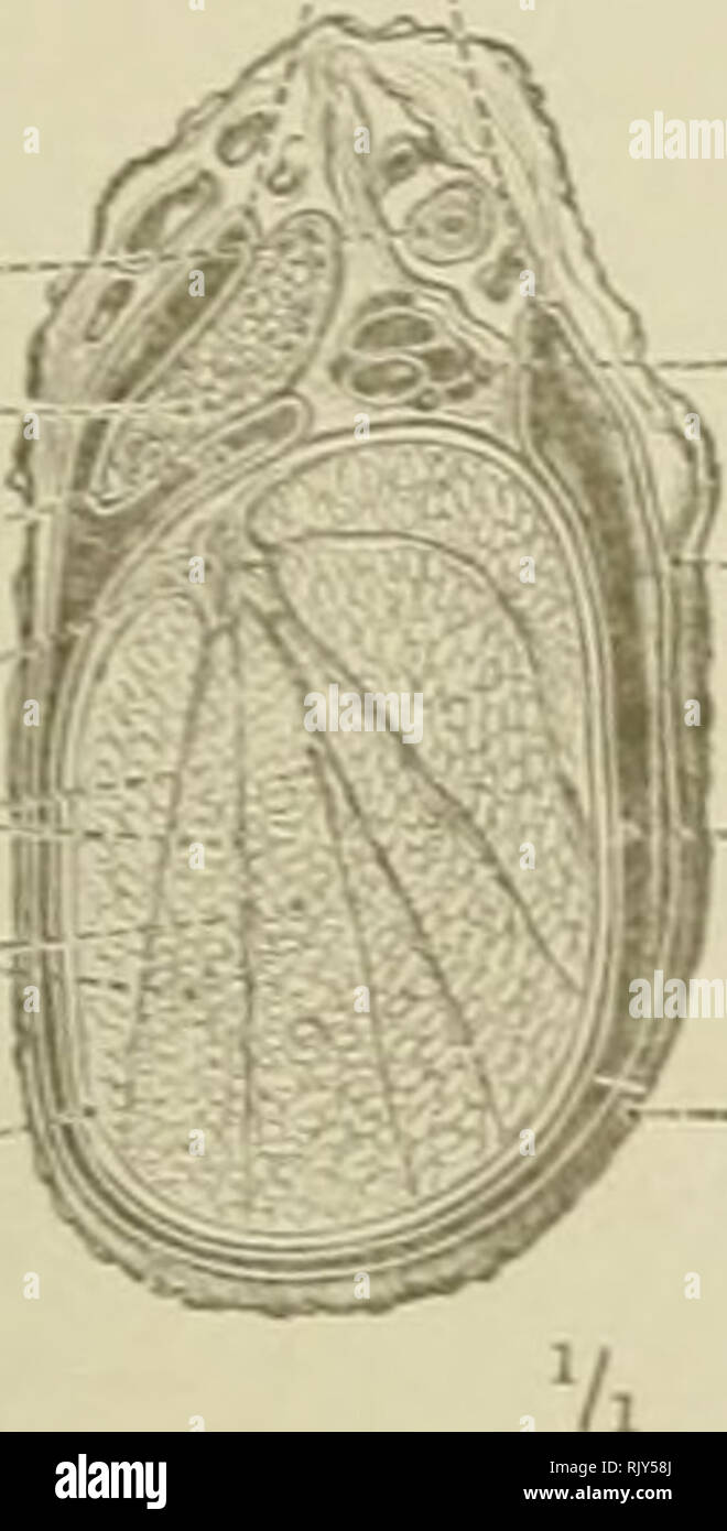 Human major organs hi-res stock photography and images - Alamy
