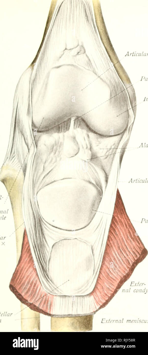 . Atlas and text-book of human anatomy. Anatomy -- Atlases. Fibular ...