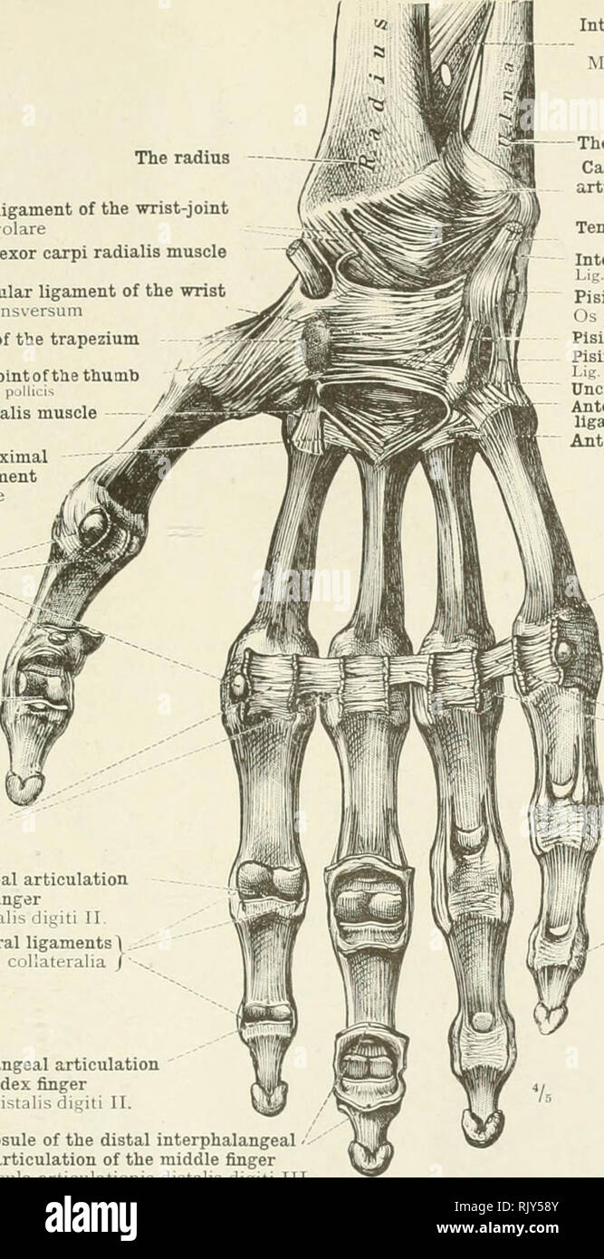 Ossa carpi hi-res stock photography and images - Alamy