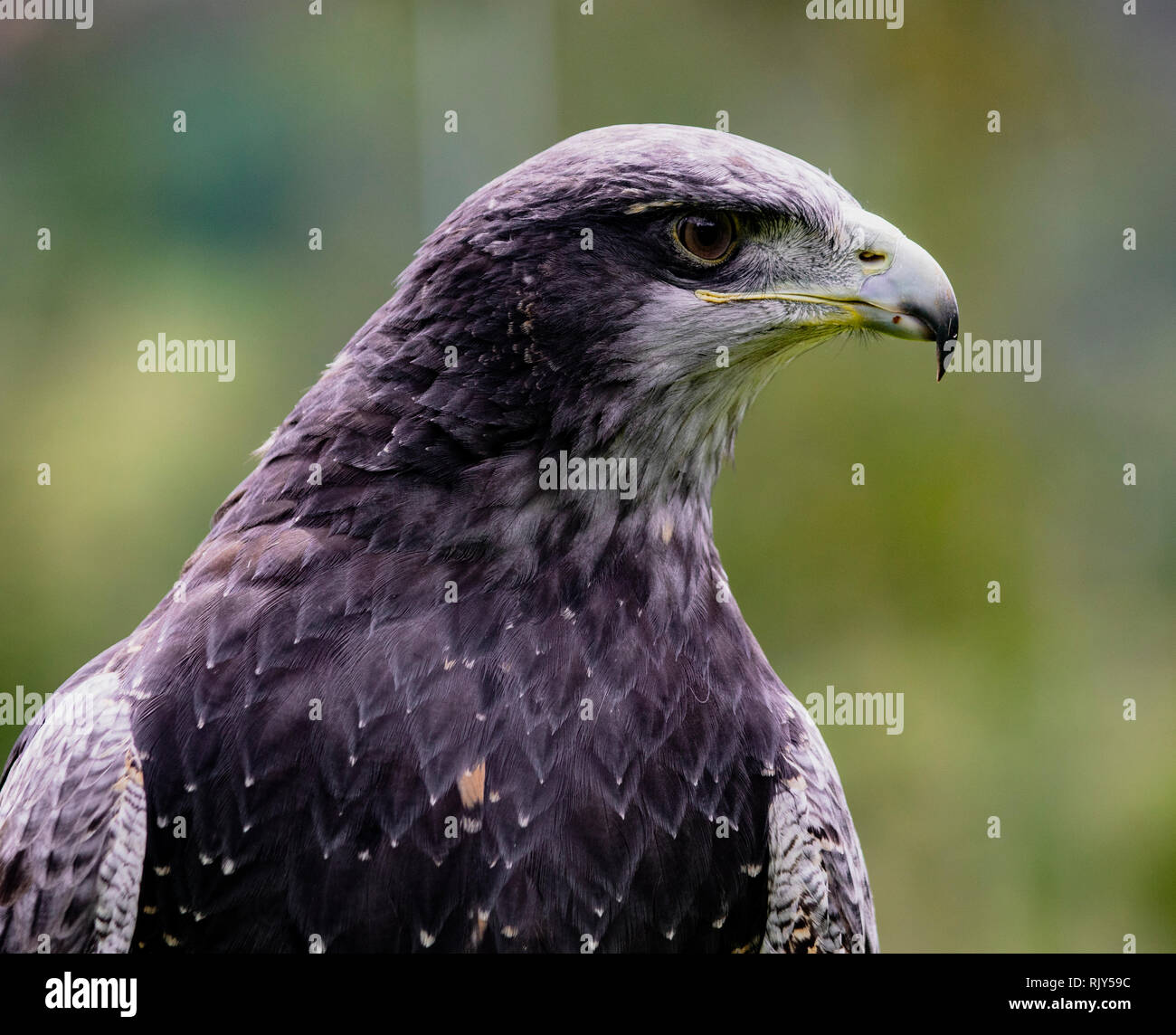 Close-up of Black-Chested Buzzard-Eagle head at a bird rescue center in ...