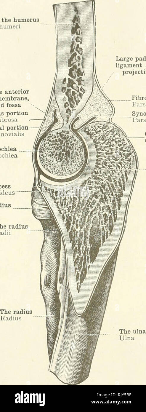 . An atlas of human anatomy for students and physicians. Anatomy. 208 ...