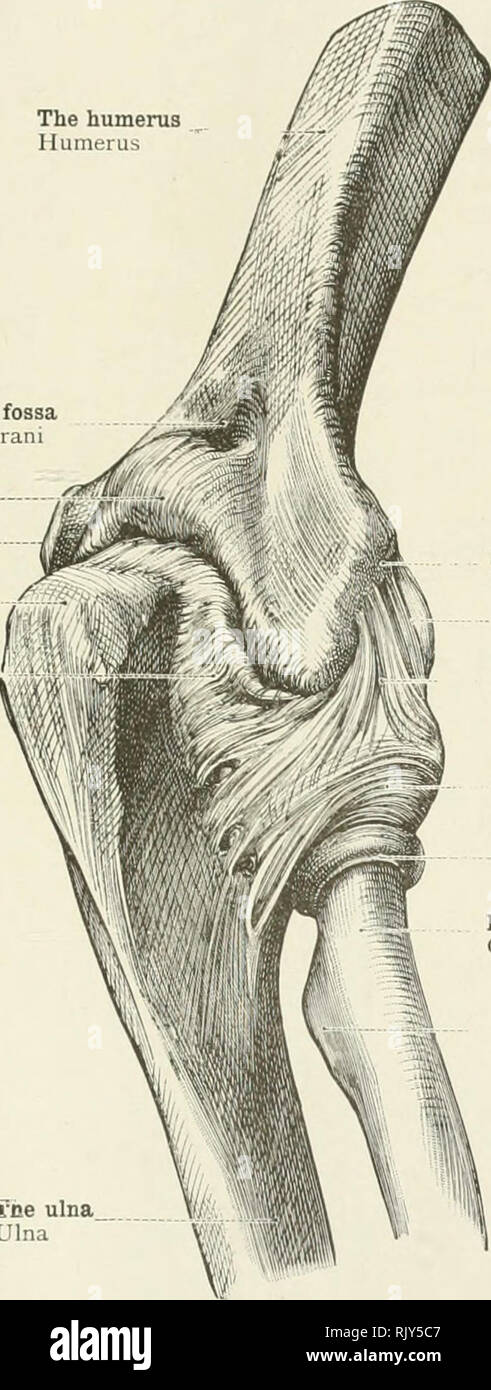Annular ligament of radius hi-res stock photography and images - Alamy