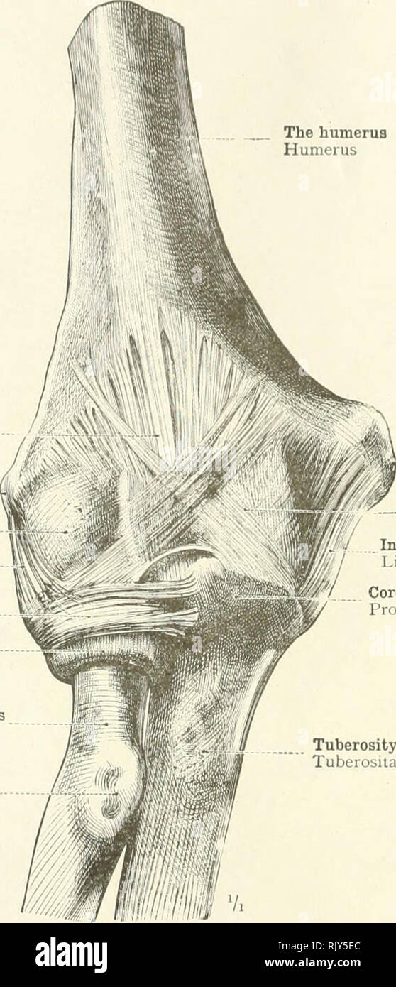 Elbow joint capsule hi-res stock photography and images - Alamy