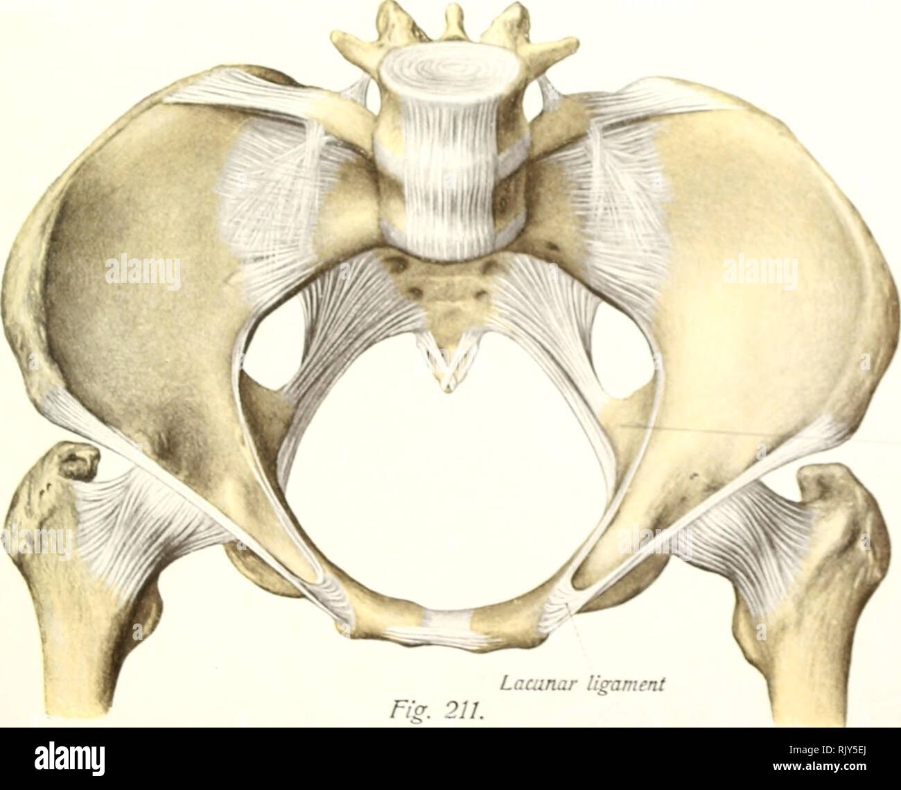 Obturator Internus Lesser Sciatic Foramen