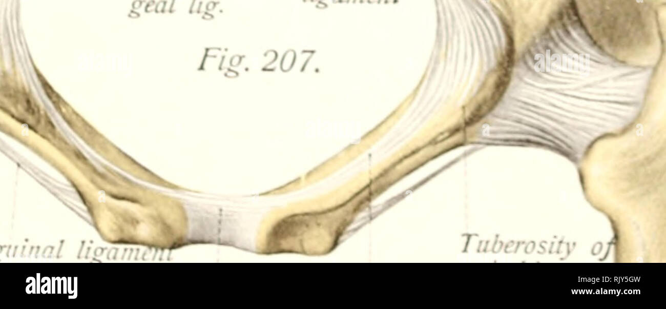 . Atlas and text-book of human anatomy. Anatomy -- Atlases. Great tro ...