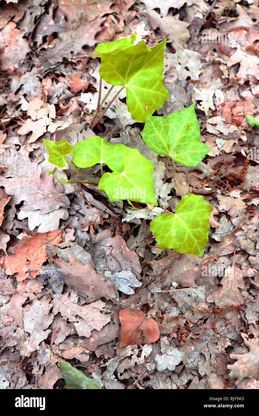 Small plants just born in the undergrowth. New life concept image Stock ...