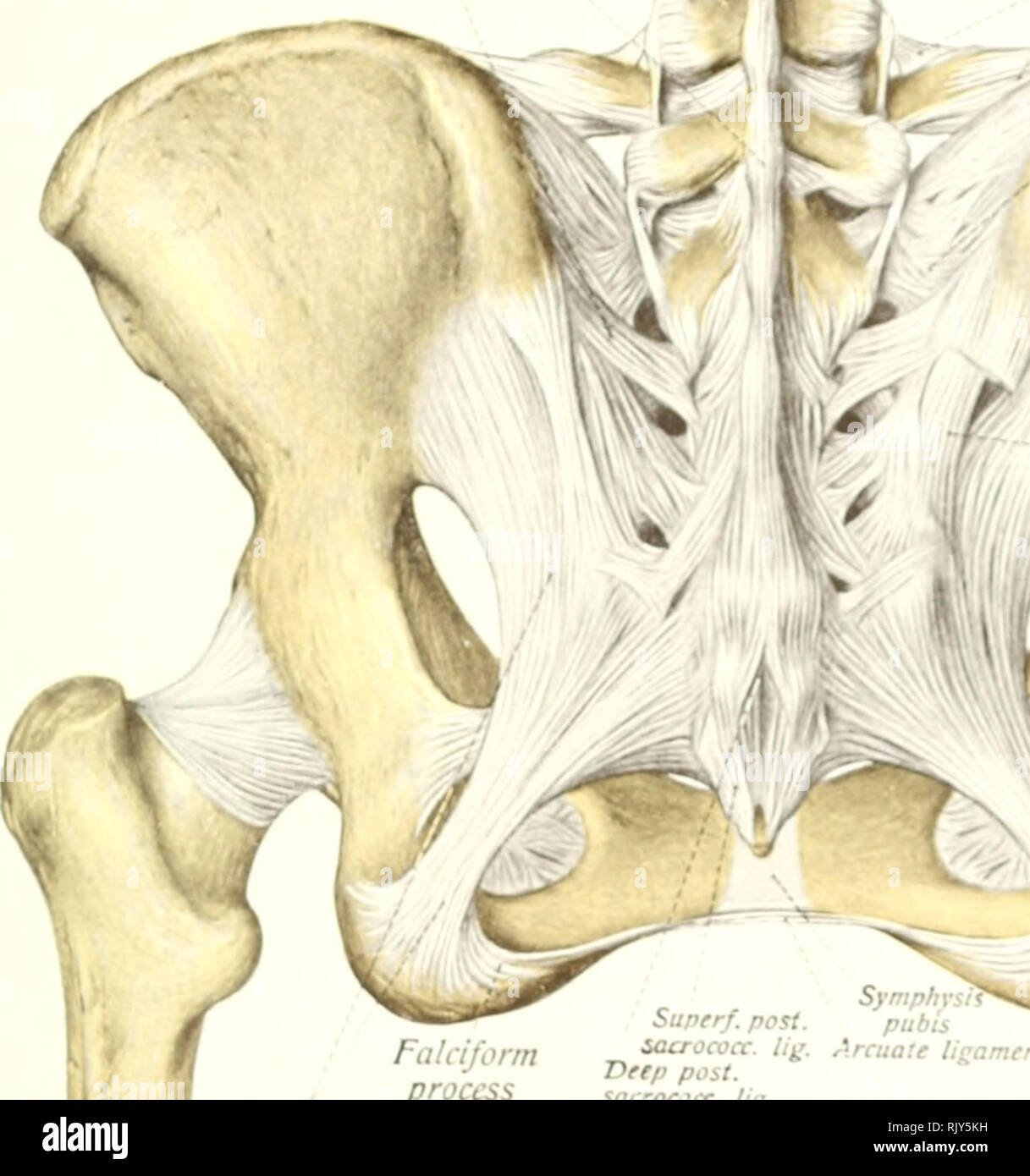 Iliolumbar ligament hi-res stock photography and images - Alamy