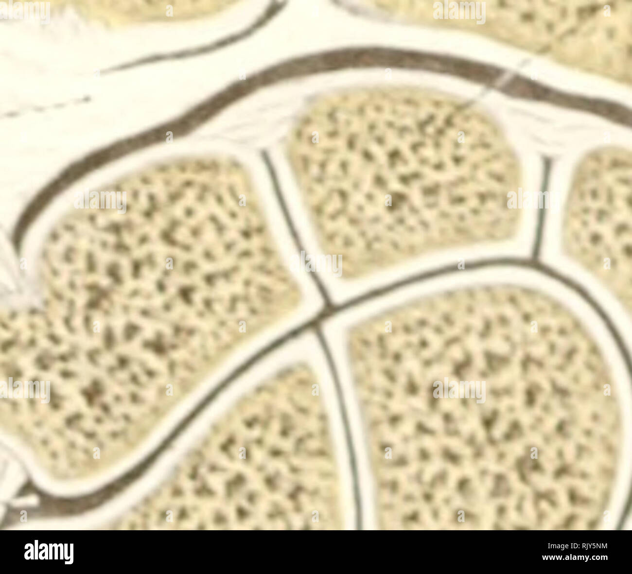 . Atlas and text-book of human anatomy. Anatomy -- Atlases. Median vein ...