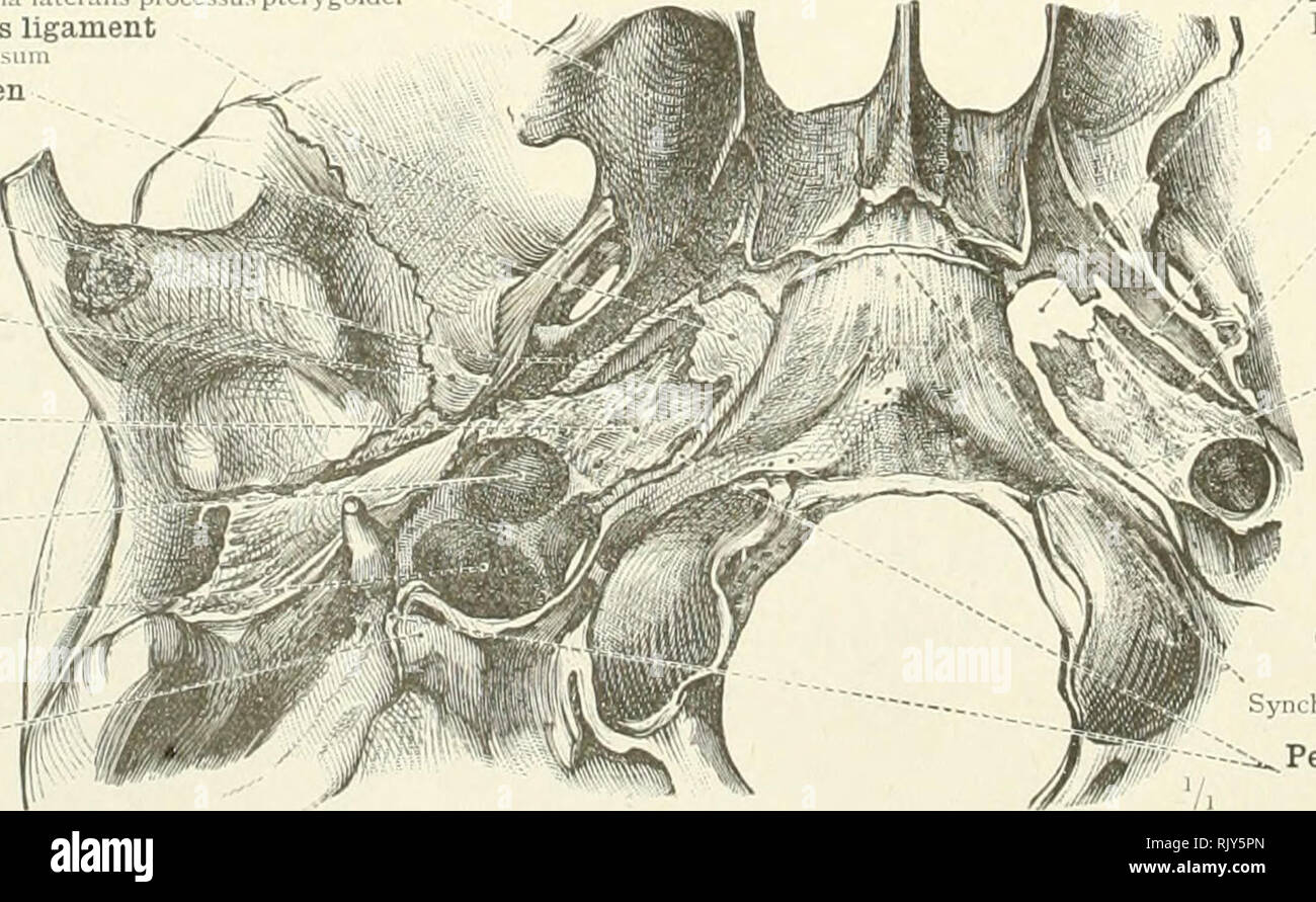 Mandibular notch hi-res stock photography and images - Alamy