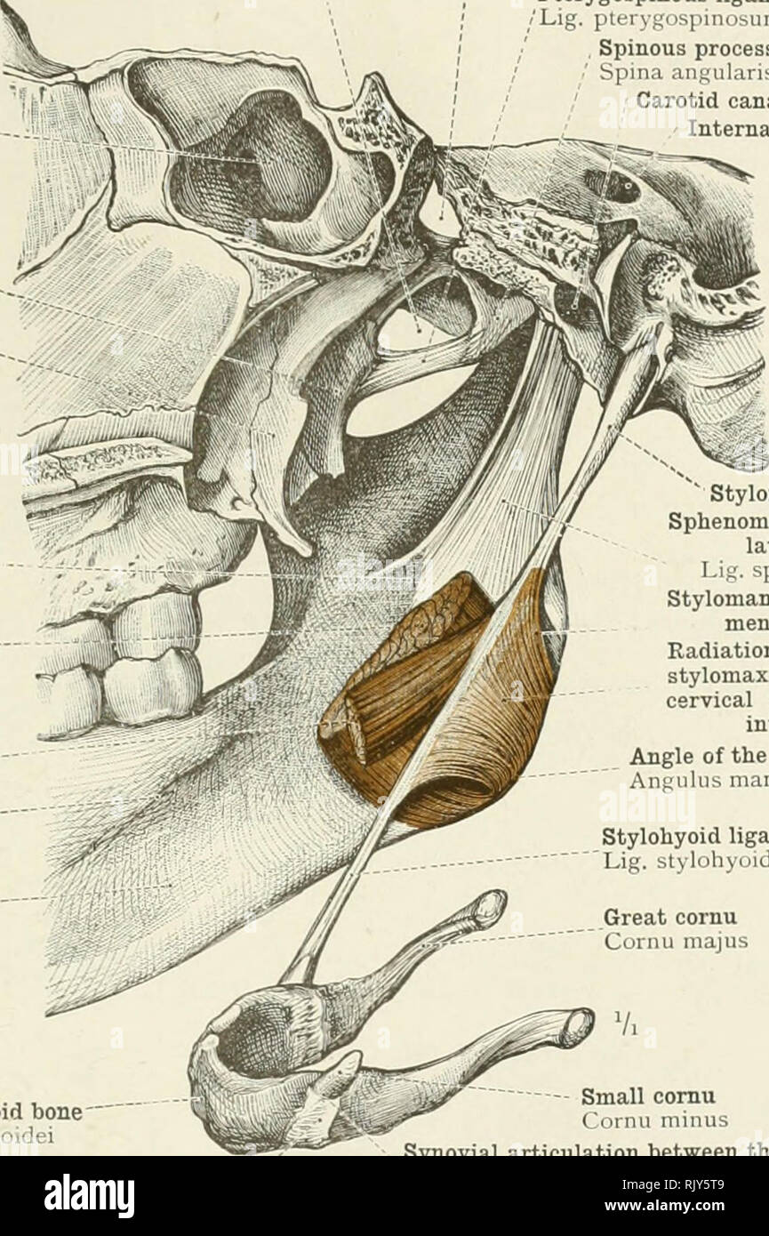 . An atlas of human anatomy for students and physicians. Anatomy. THE ...