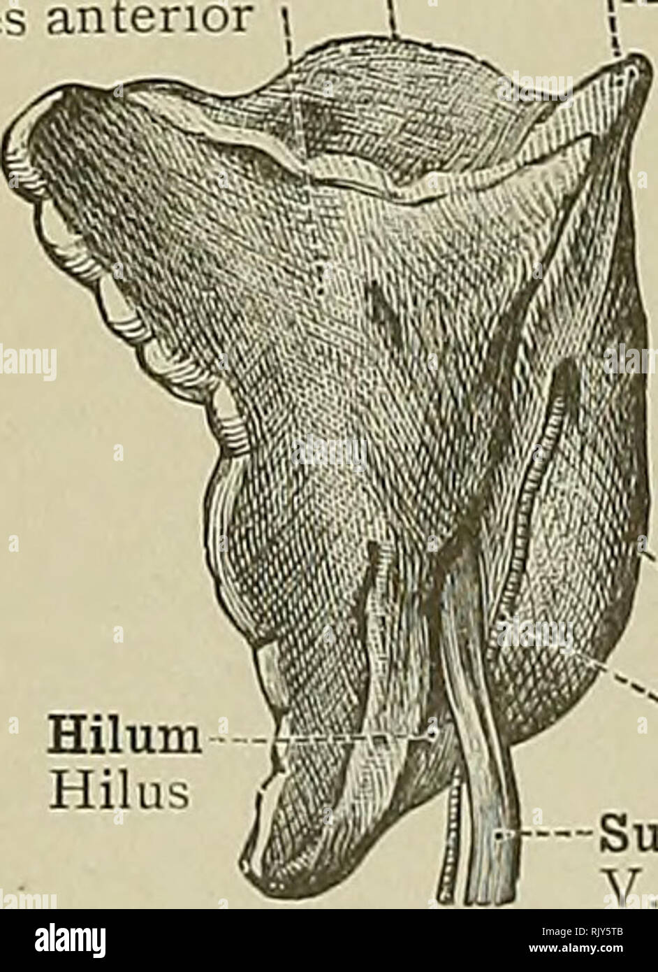 Bertin columns hi-res stock photography and images - Alamy