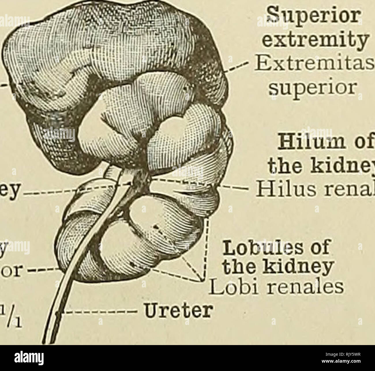 . An atlas of human anatomy for students and physicians. Anatomy. *Area ...