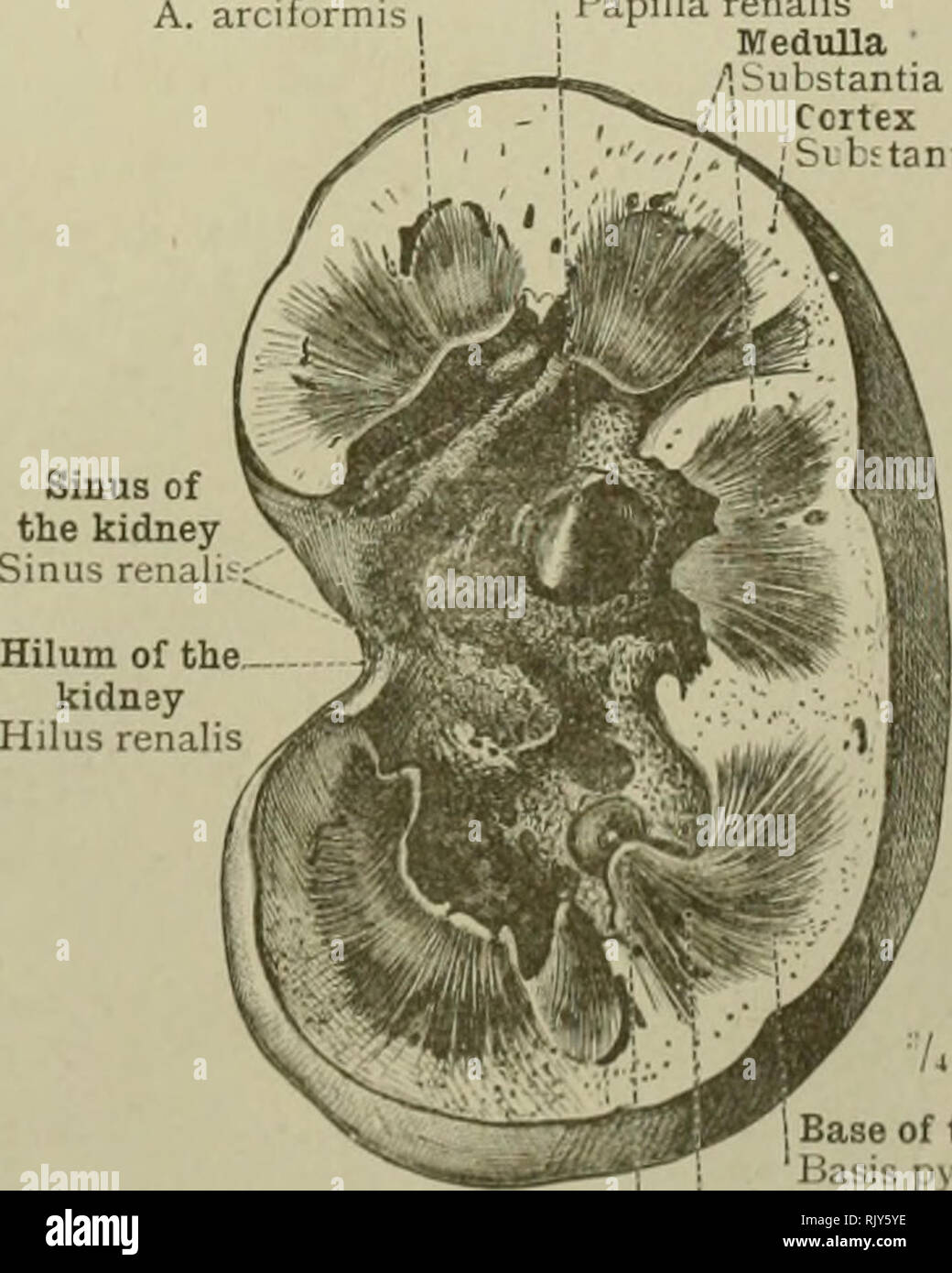 Renal pyramid hi-res stock photography and images - Alamy