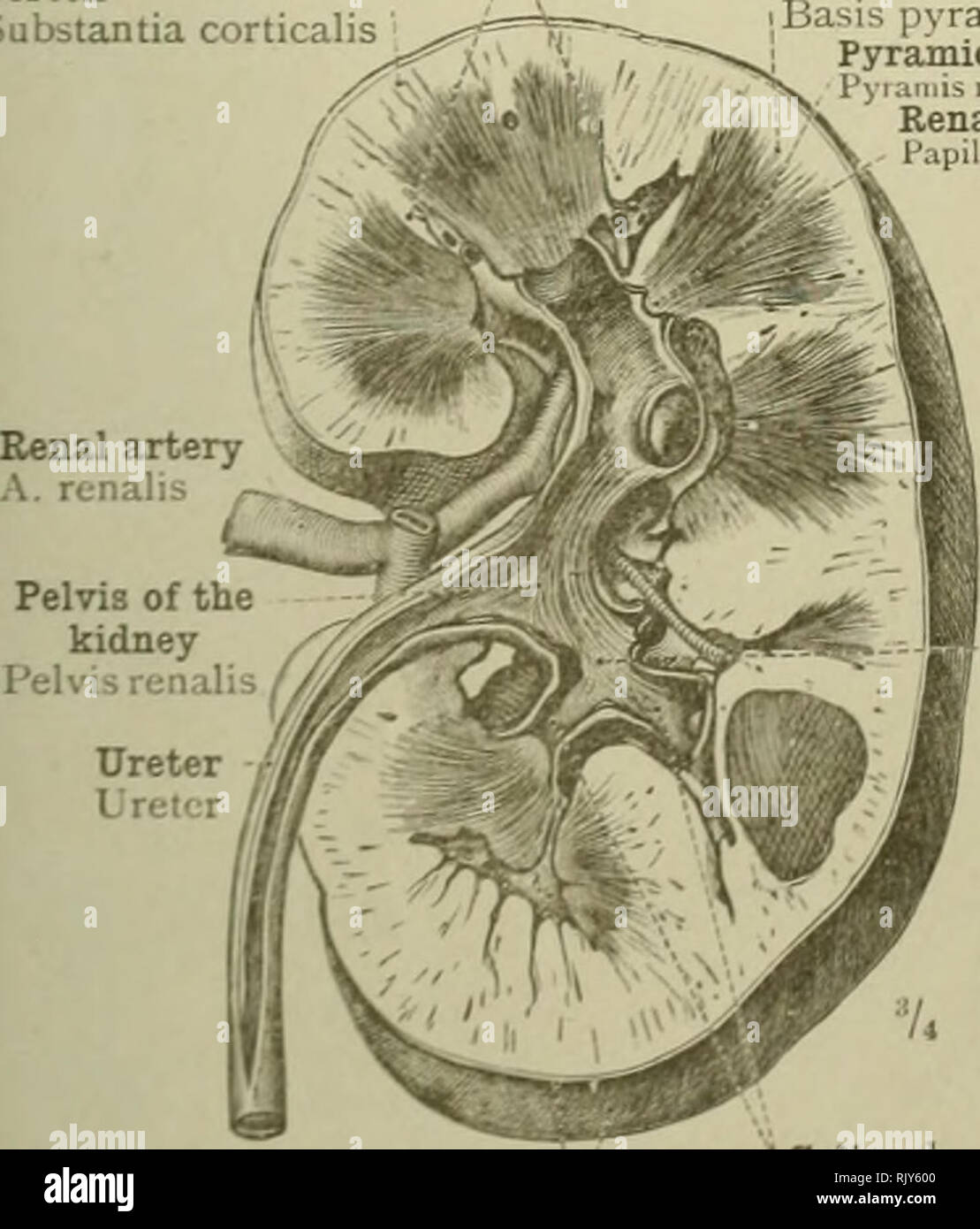 . An atlas of human anatomy for students and physicians. Anatomy ...