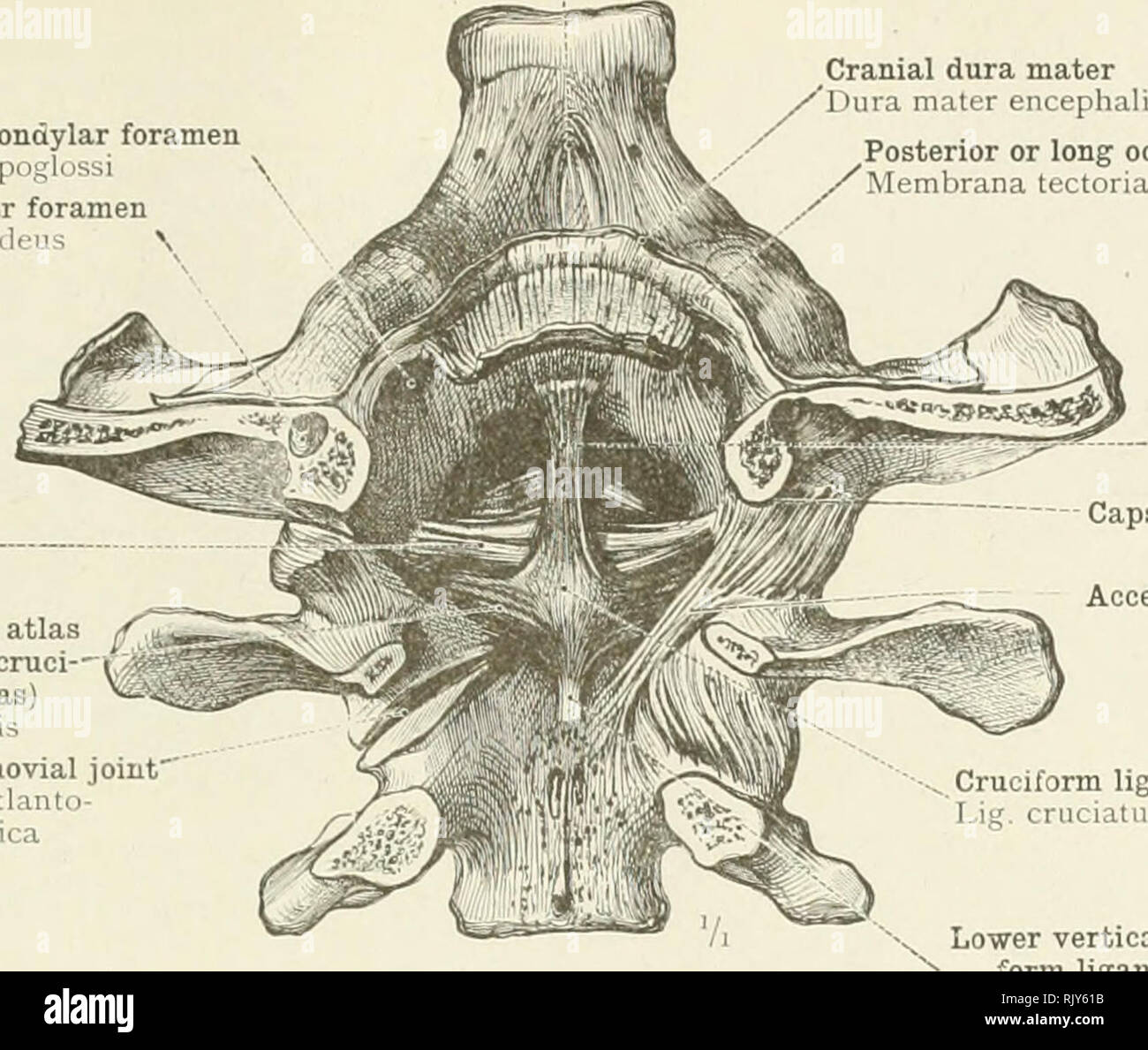 . An atlas of human anatomy for students and physicians. Anatomy. THE ...