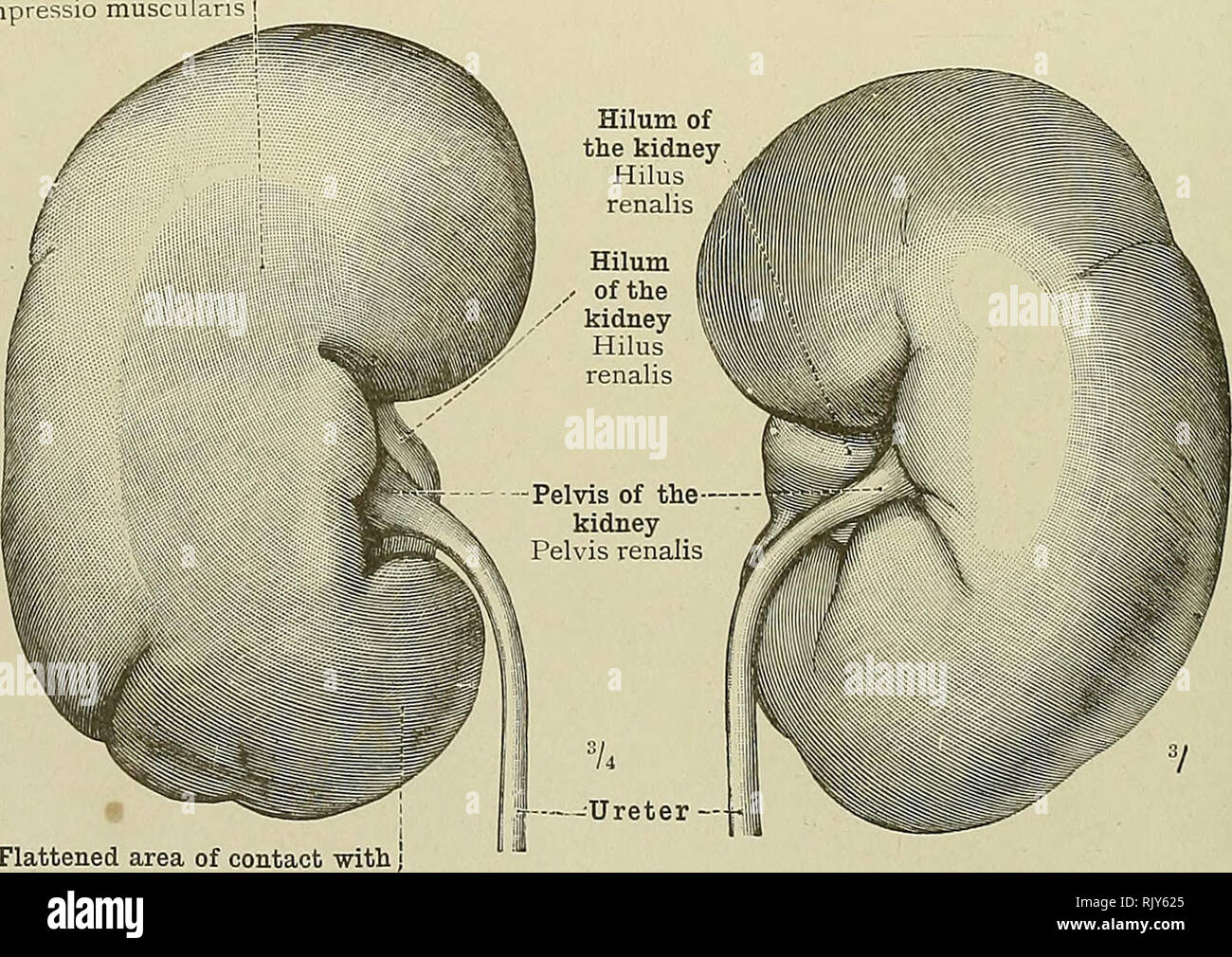 A lienalis hi-res stock photography and images - Alamy