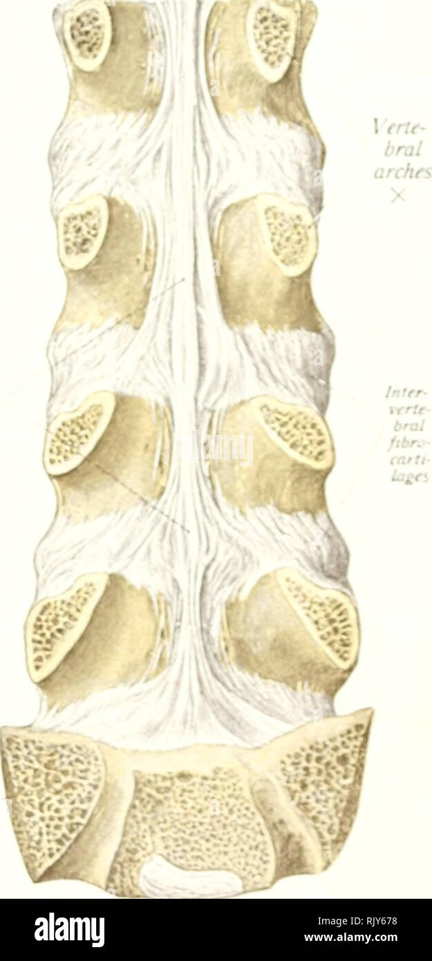 Foramen intervertebral hi-res stock photography and images - Alamy