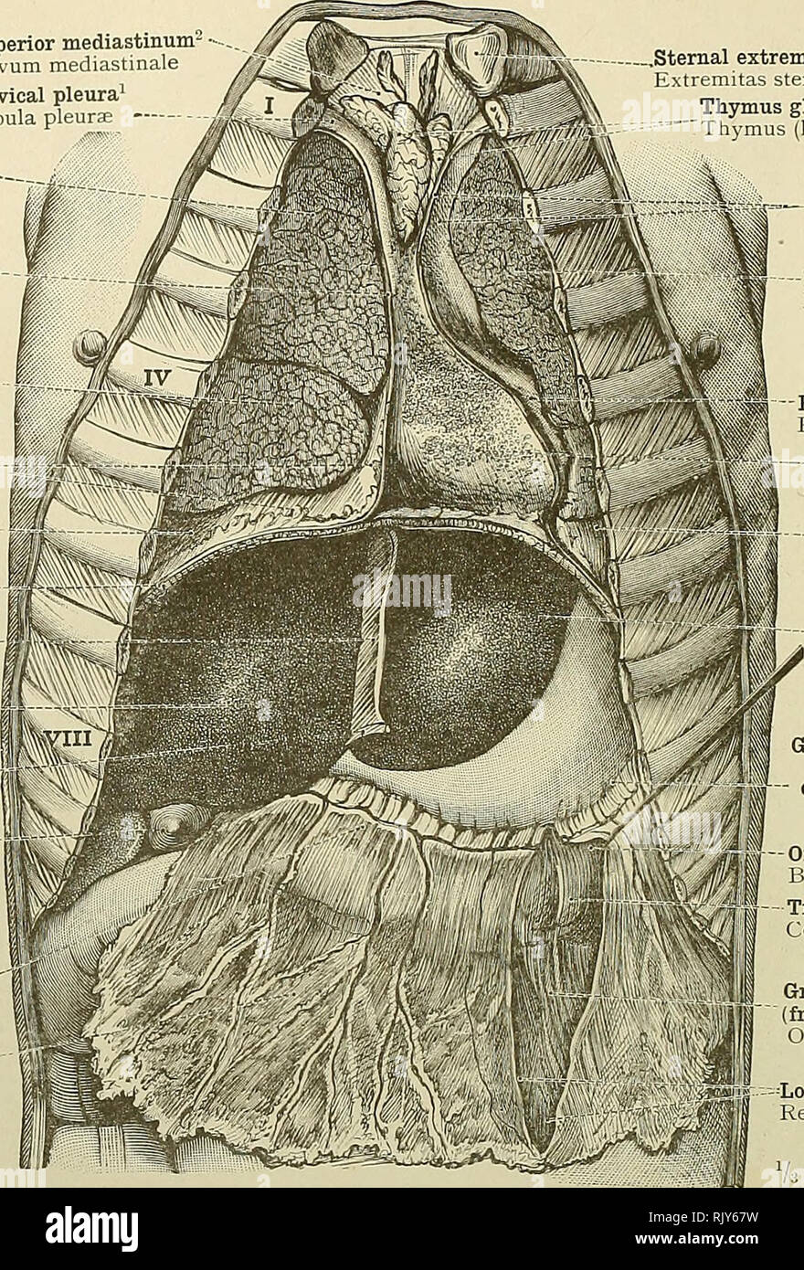 Cupula Of Lung