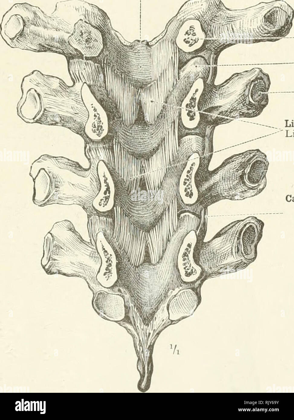 . An atlas of human anatomy for students and physicians. Anatomy. THE ...