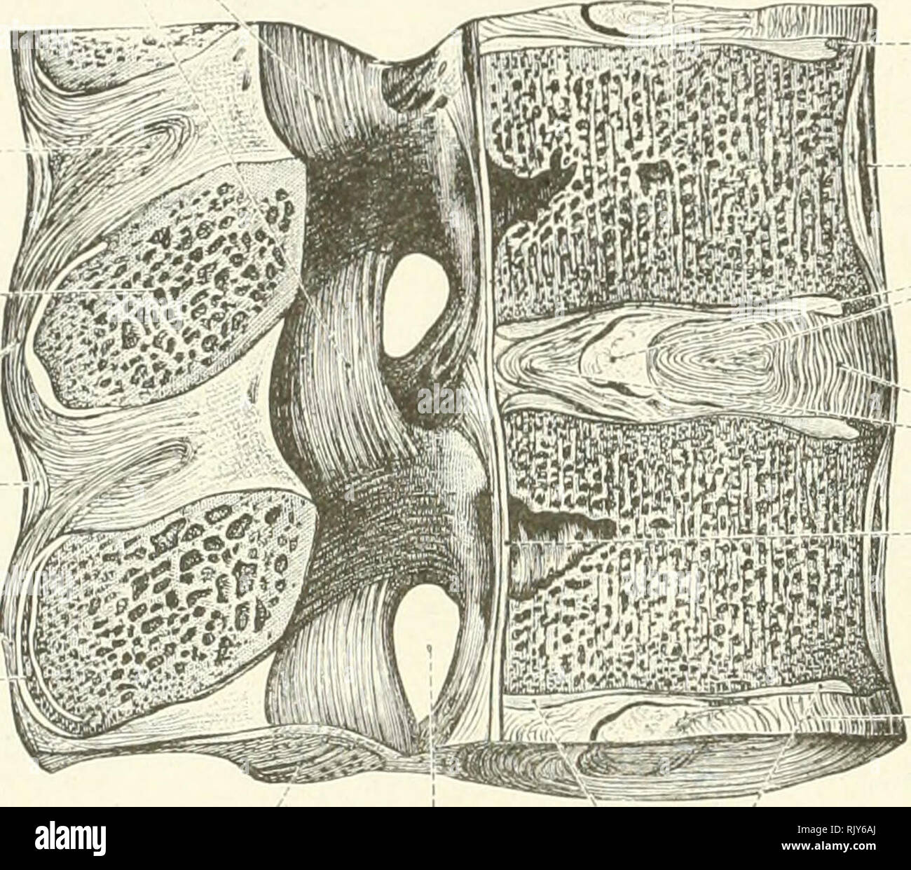 Ligamenta flava hi-res stock photography and images - Alamy