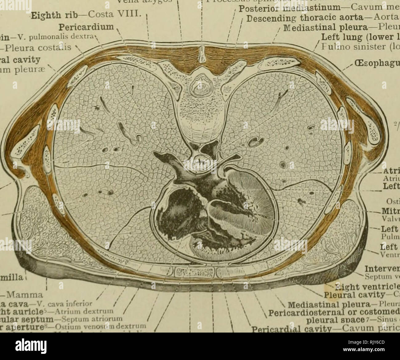. An atlas of human anatomy for students and physicians. Anatomy. Right ...