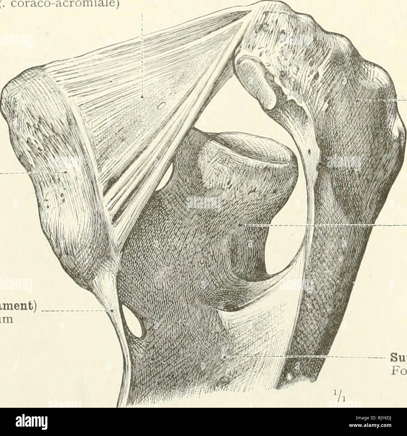 . An atlas of human anatomy for students and physicians. Anatomy ...