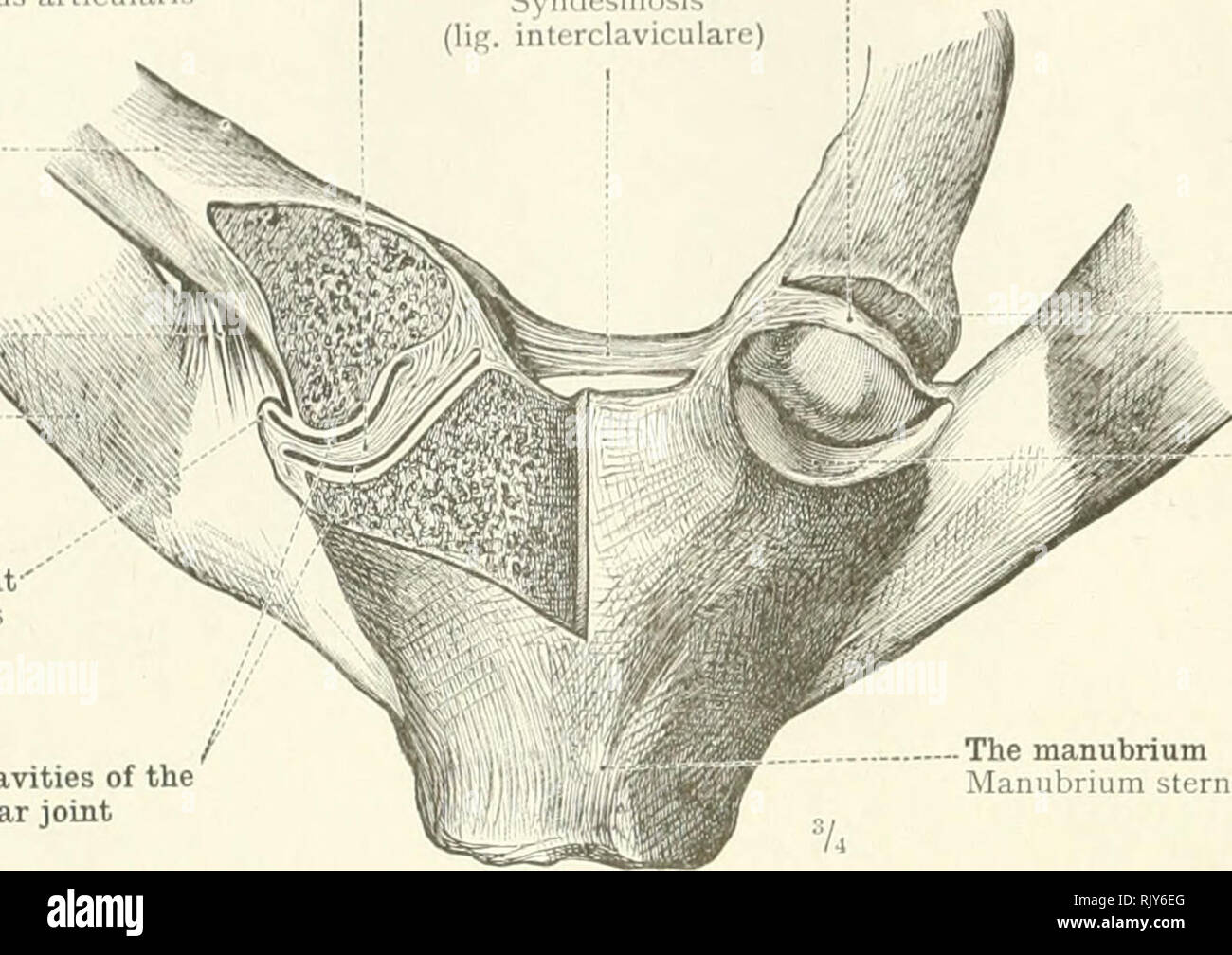 Facet joint capsule hi-res stock photography and images - Alamy