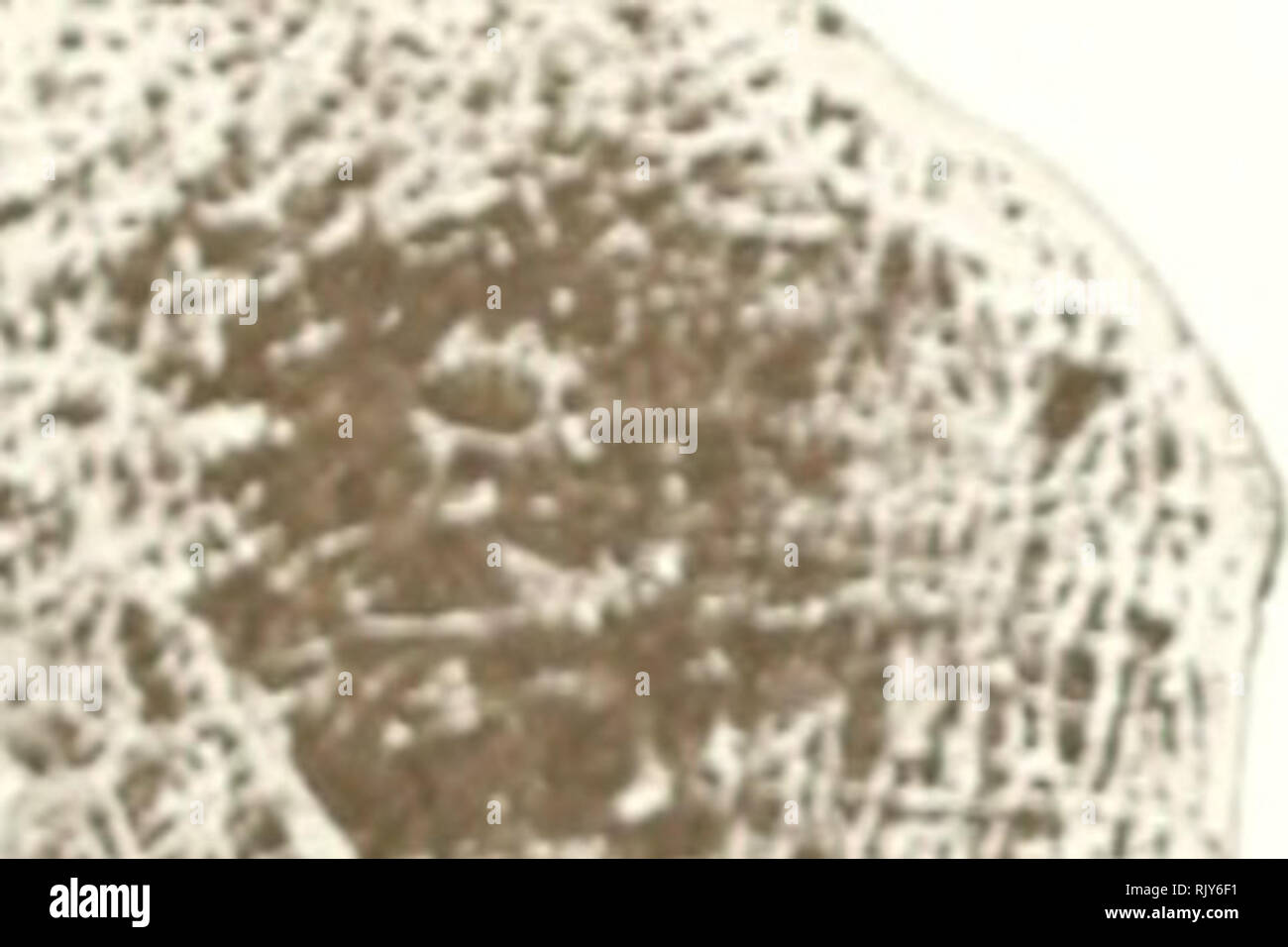 Longitudinal section of tibia hi-res stock photography and images - Alamy