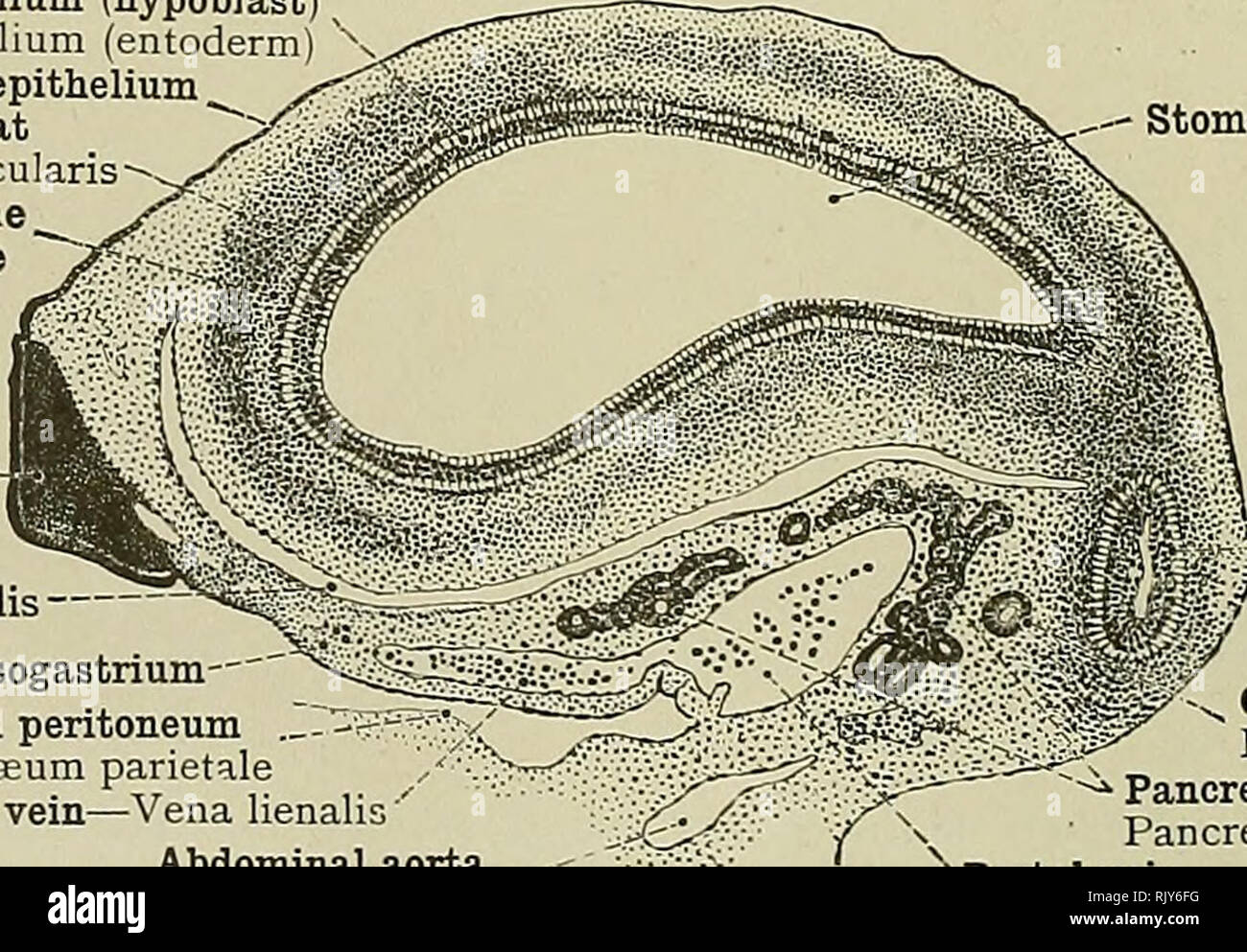 Peritoneal Membrane High Resolution Stock Photography and Images - Alamy