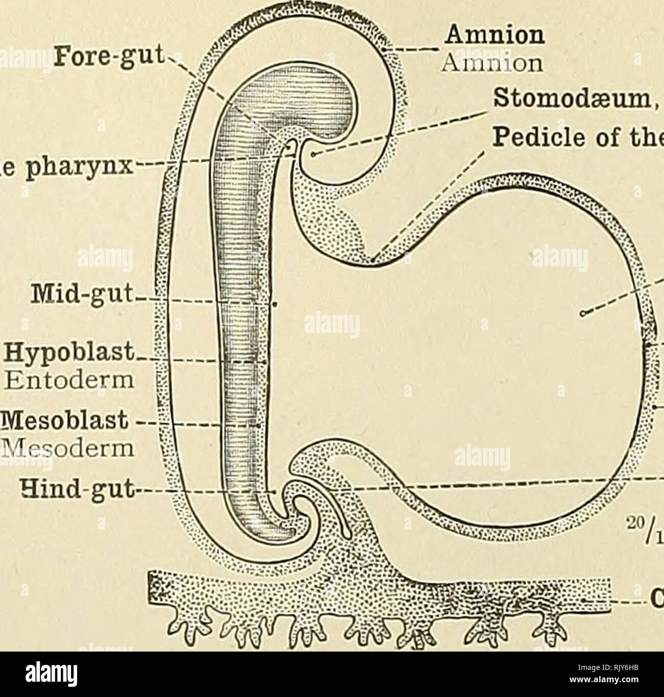 . An atlas of human anatomy for students and physicians. Anatomy. 468 ...