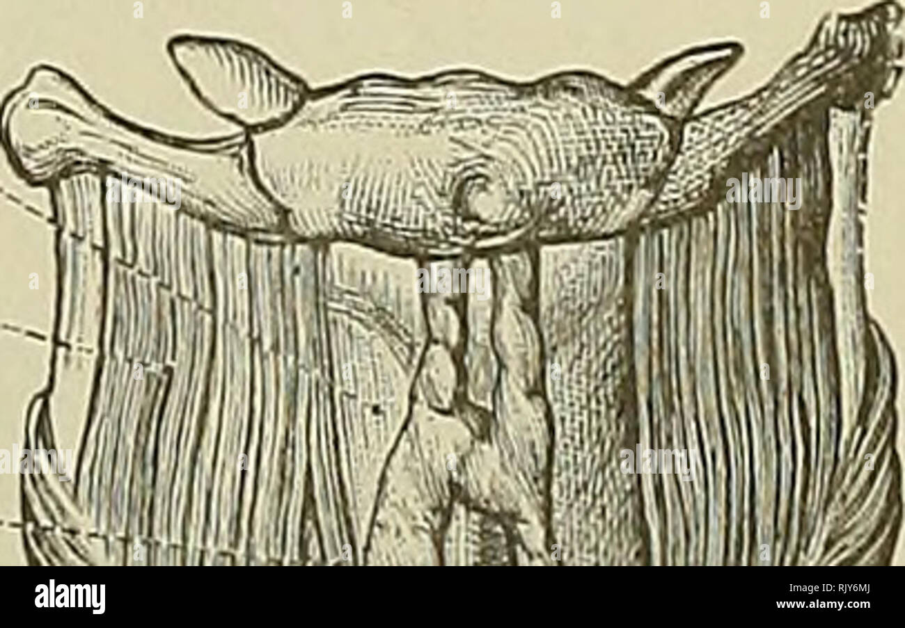 Thyrohyoid High Resolution Stock Photography and Images - Alamy