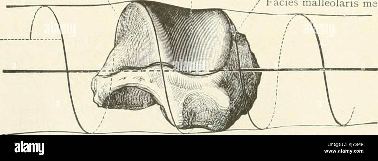 Distal inter phalangeal joint hi-res stock photography and images - Alamy