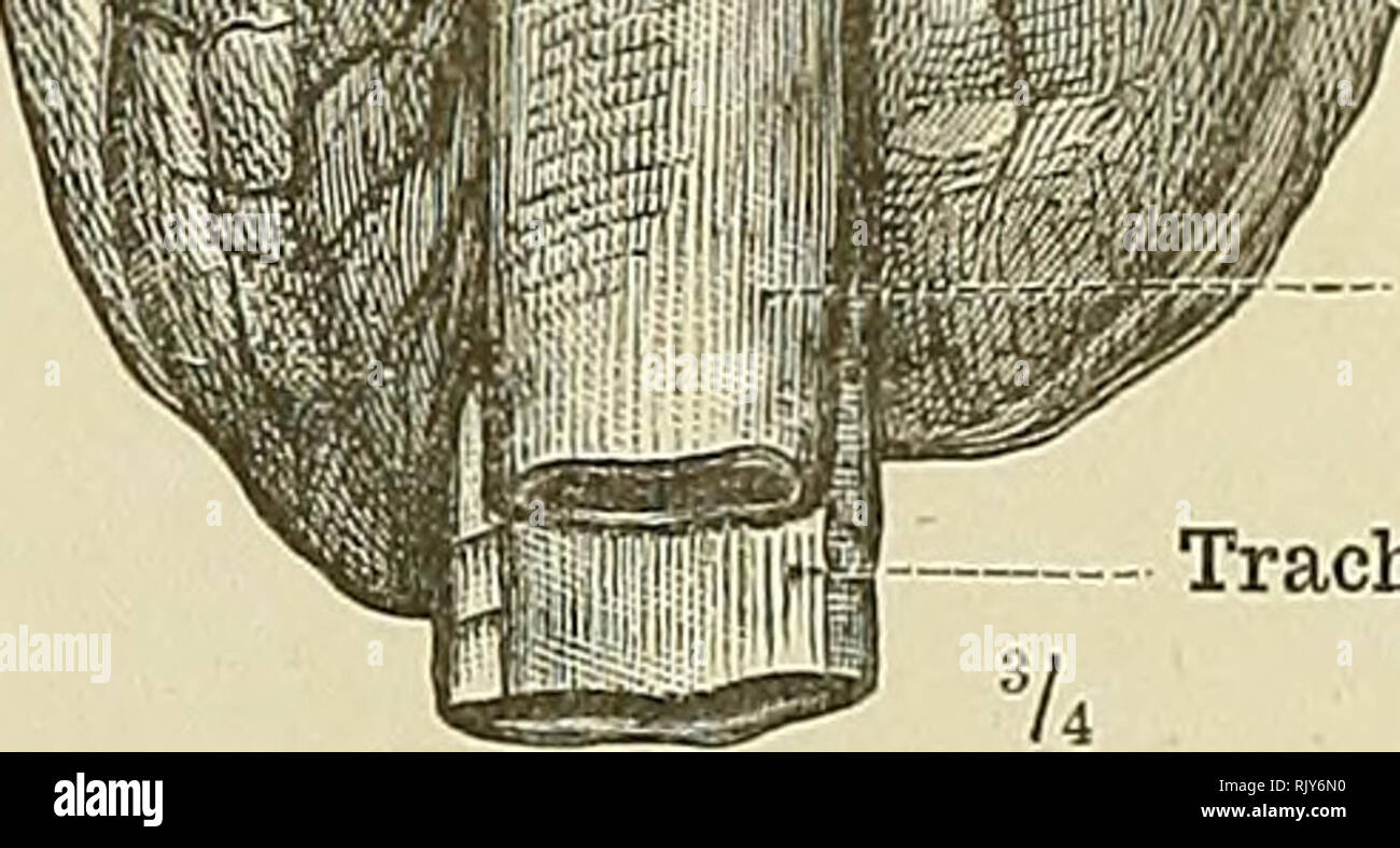 . An atlas of human anatomy for students and physicians. Anatomy ...