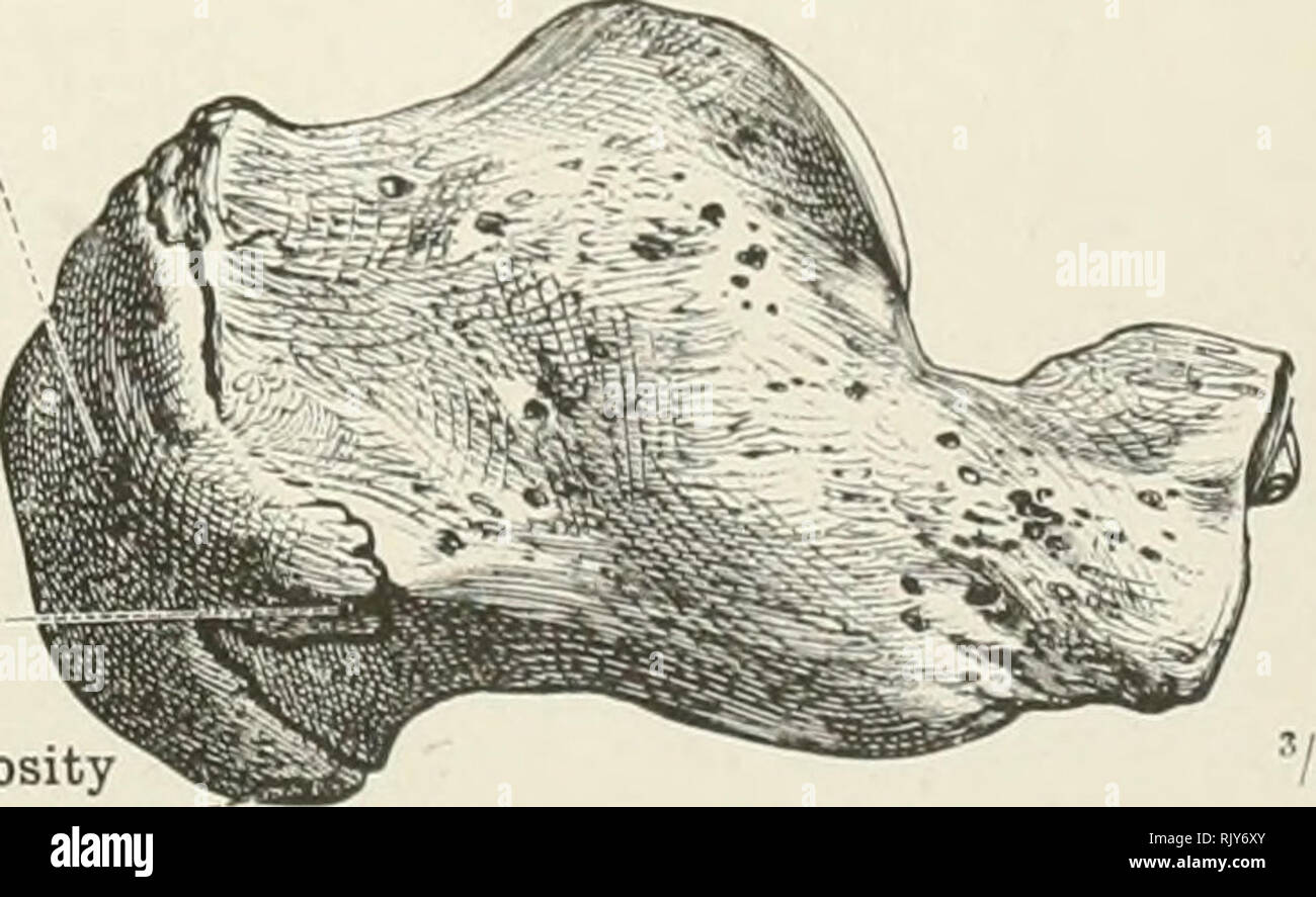 Tuberi a hi-res stock photography and images - Alamy