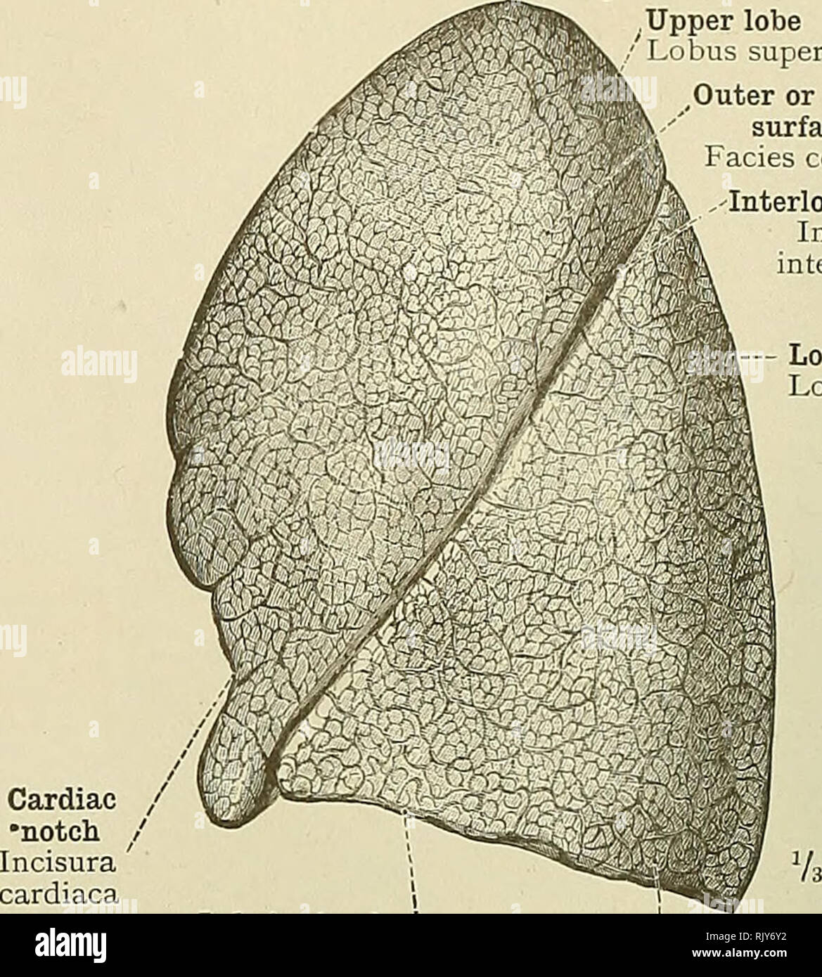Costal Surface Of Lung