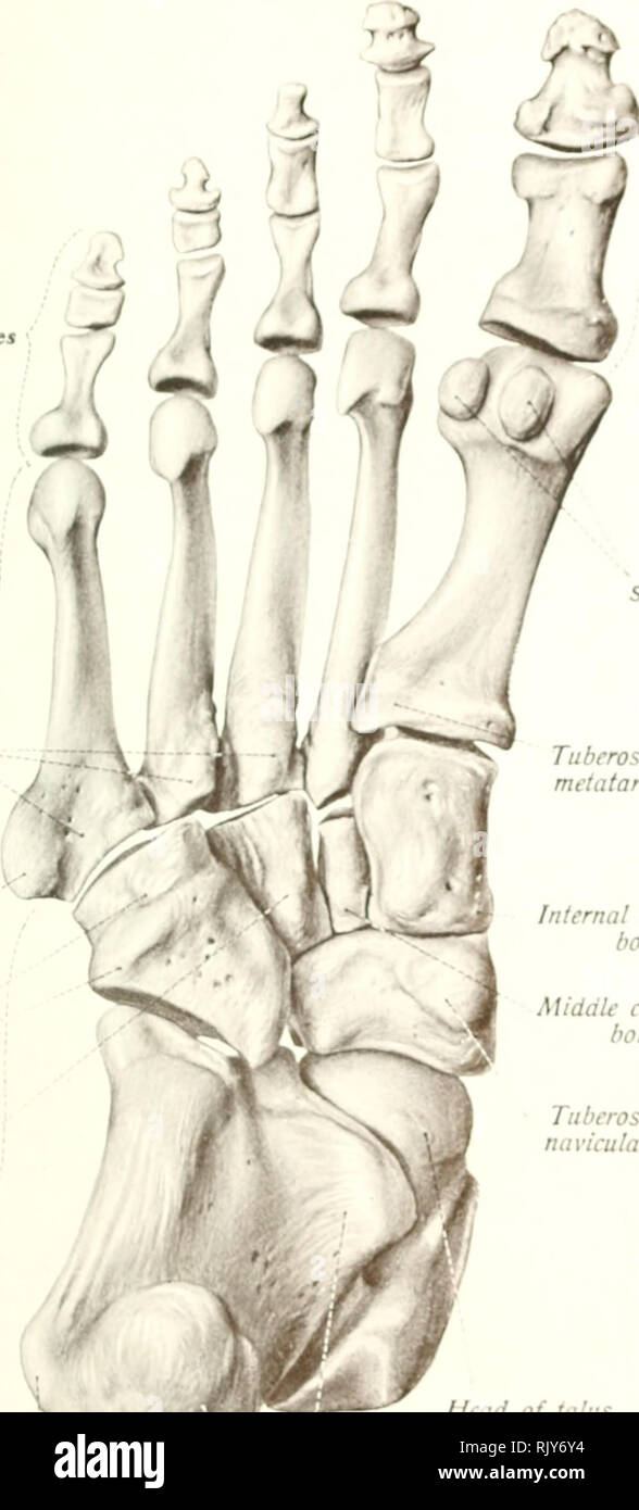 . Atlas and text-book of human anatomy. Anatomy -- Atlases. Phalanges ...