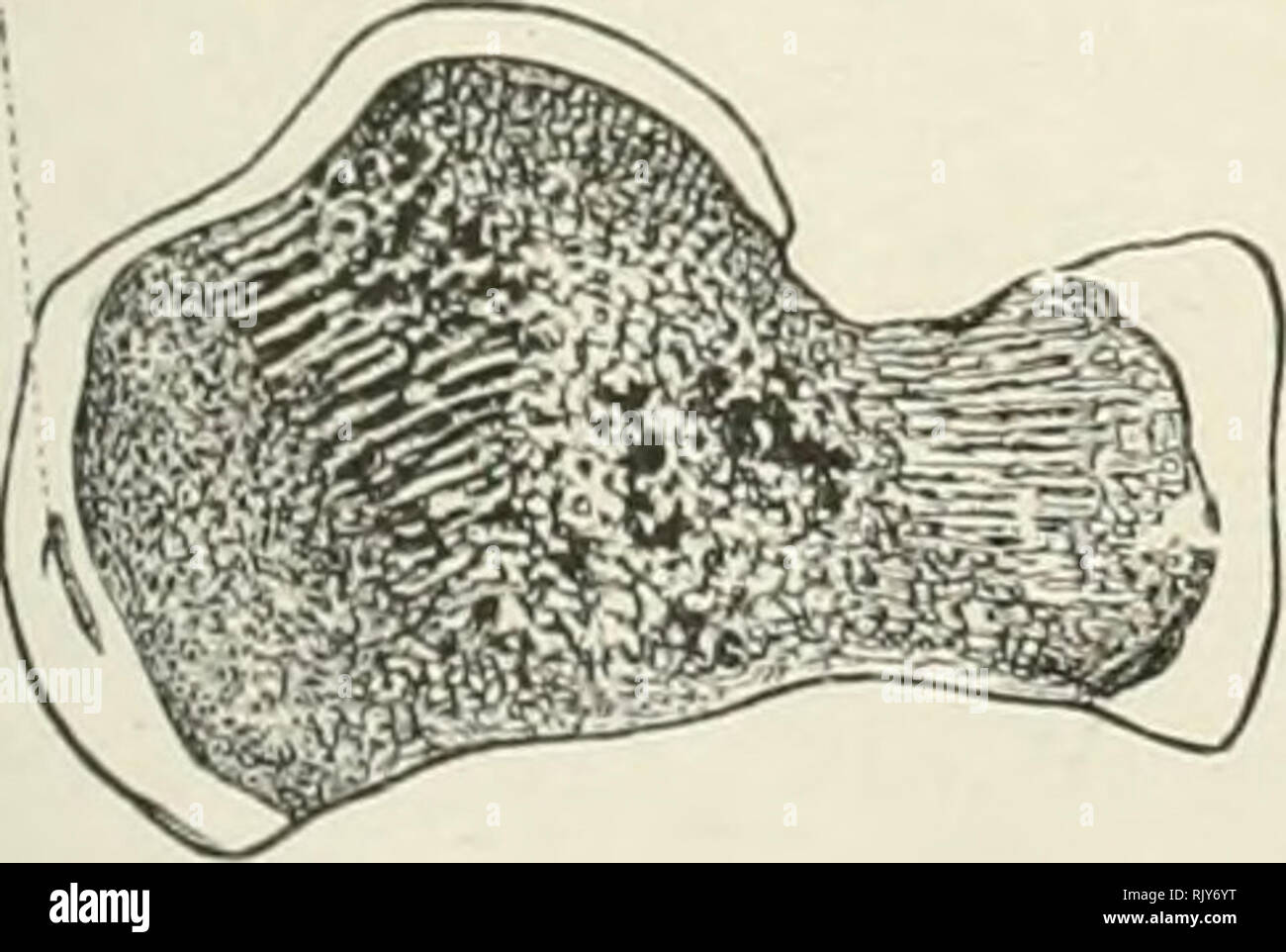 . An atlas of human anatomy for students and physicians. Anatomy. The ...
