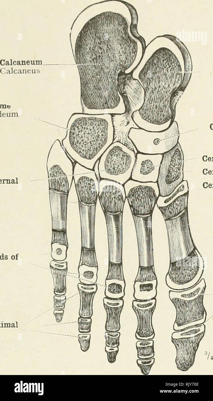 . An atlas of human anatomy for students and physicians. Anatomy. THE ...