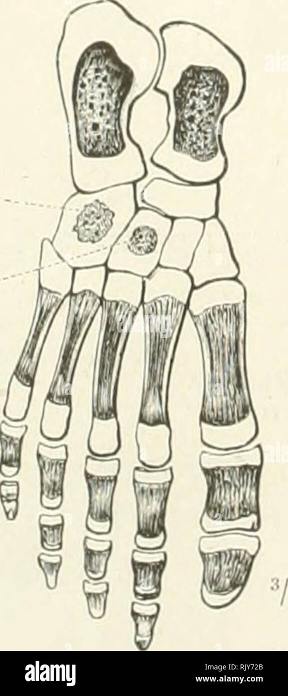 . An atlas of human anatomy for students and physicians. Anatomy ...