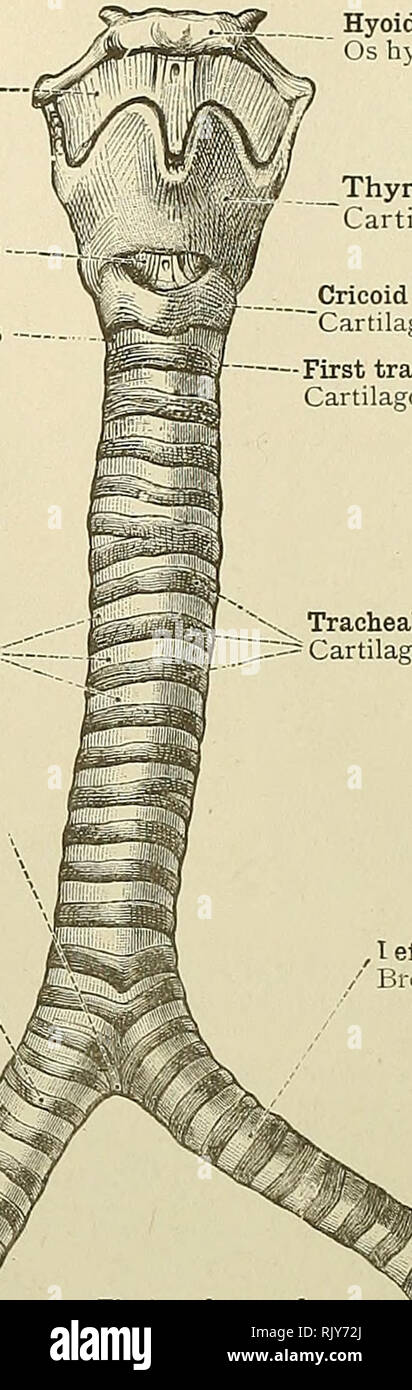 Tracheal cartilage hi-res stock photography and images - Alamy