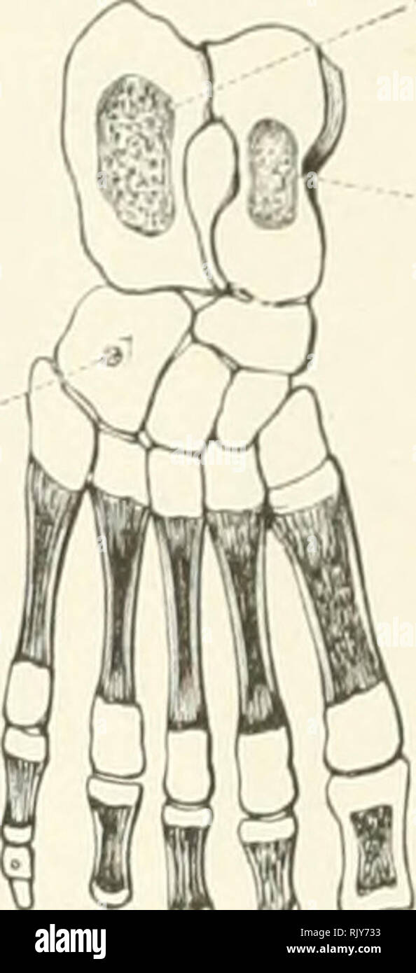 . An atlas of human anatomy for students and physicians. Anatomy ...